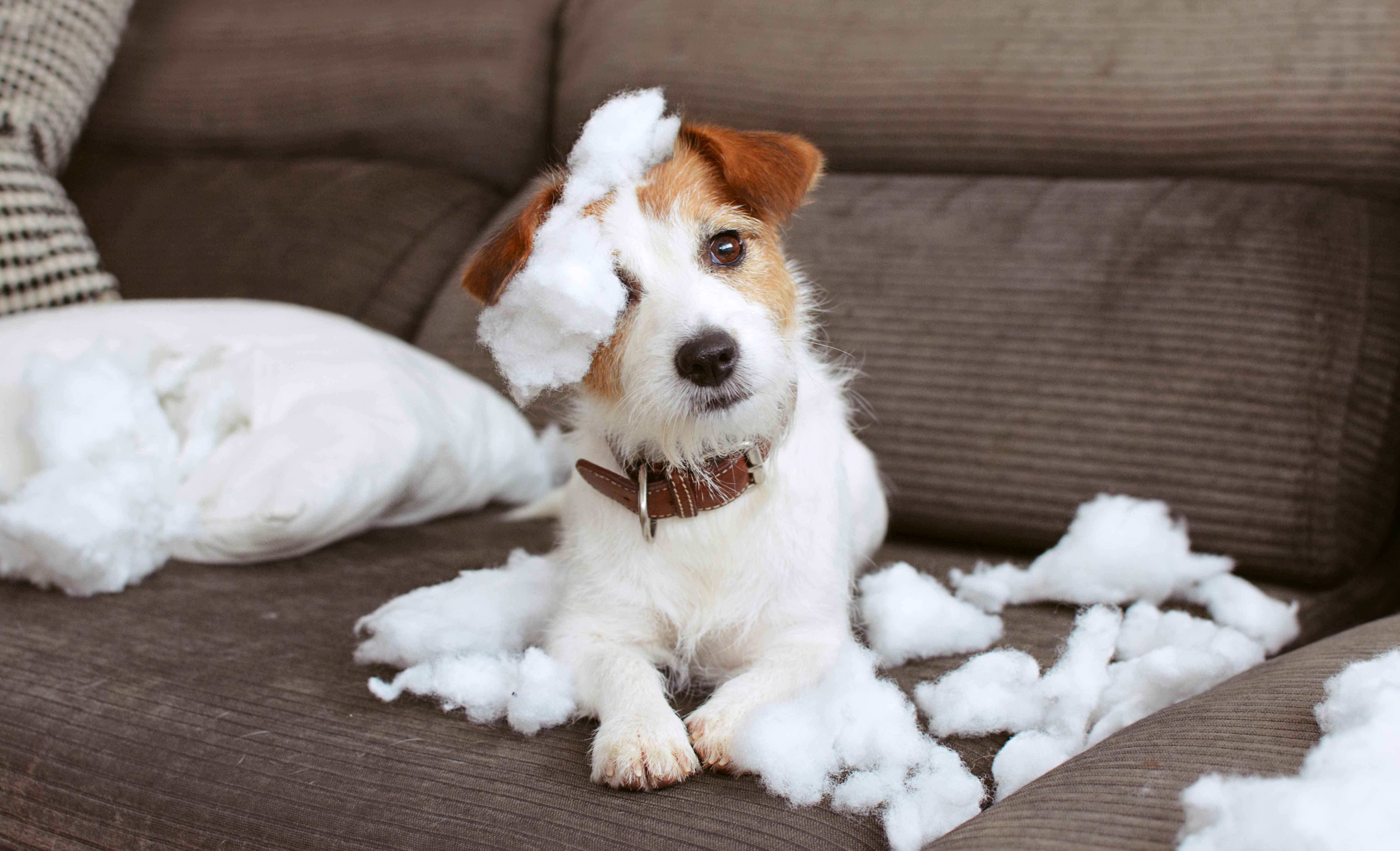 Dog Anxiety - Understanding the Signs | Chicken Soup for the Soul Pet Food